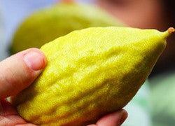 Lulav & Etrog centre: Wide Selection ! – Sukkahmart South Africa